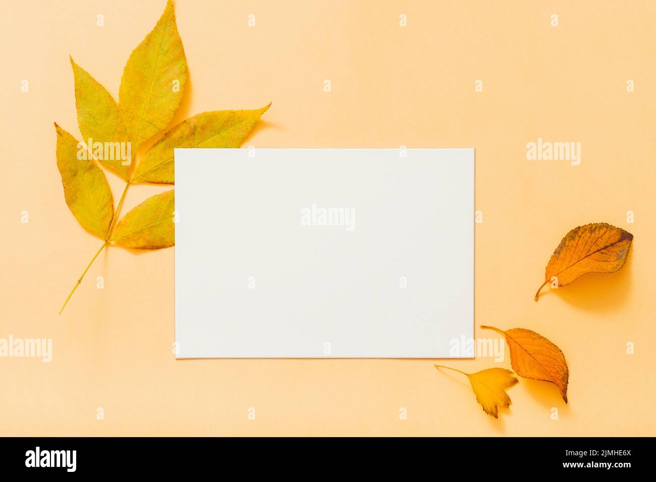 autumn greeting card white paper peach background Stock Photo - Alamy