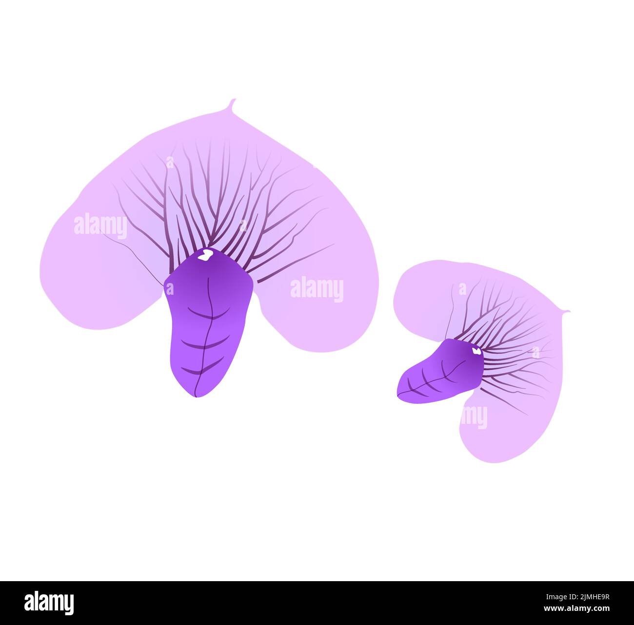 Purple wild chickpea flowers. Channa flower vector Stock Vector Image ...