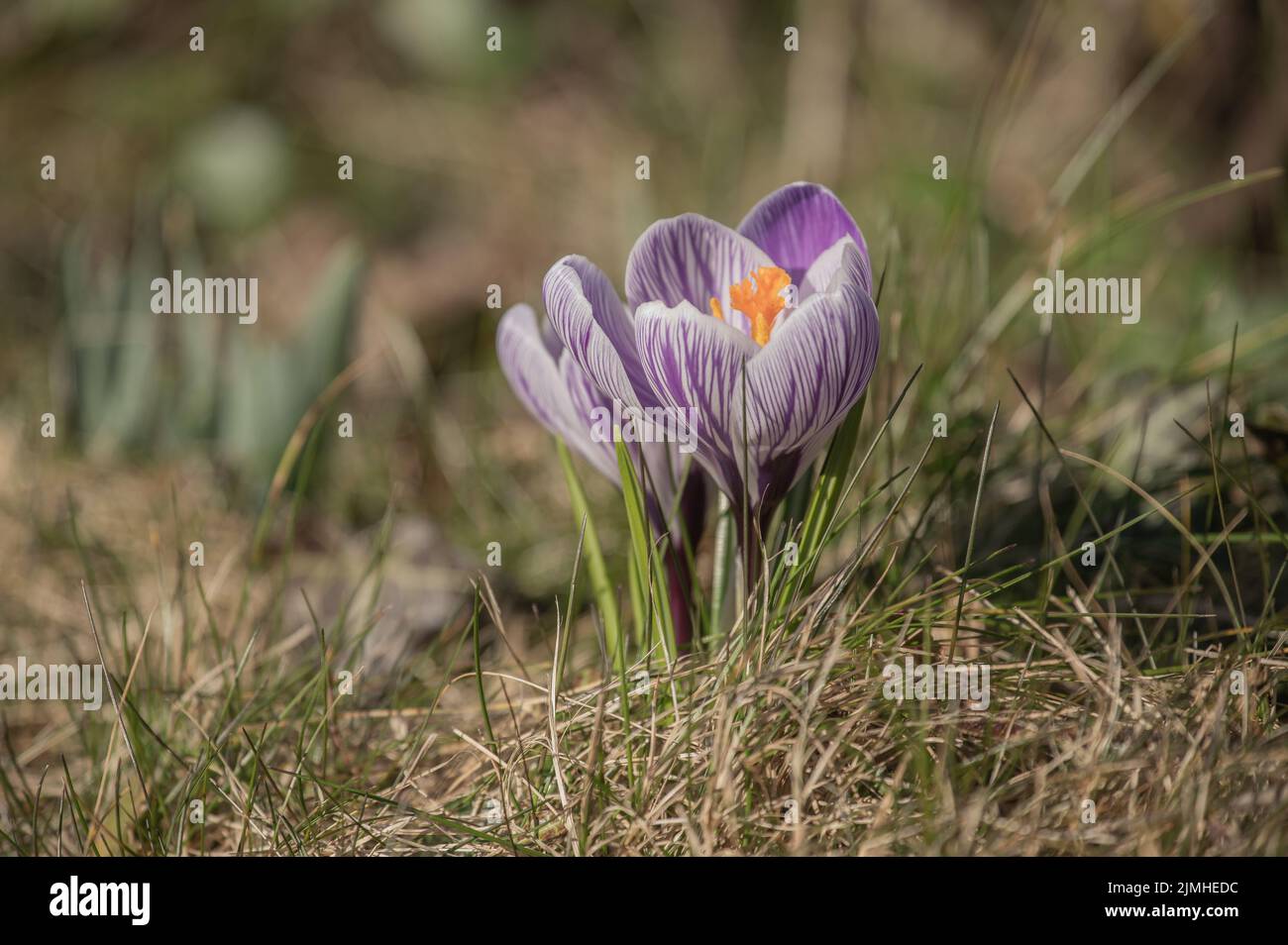 Fra hlings blumen hi-res stock photography and images - Alamy
