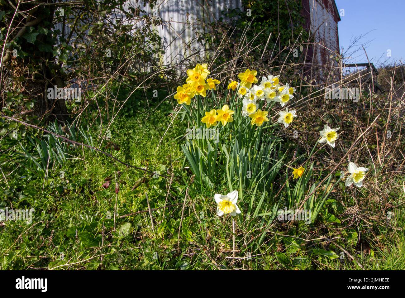 bright yellow daffodil growing and flowering in a Devon hedge Stock ...