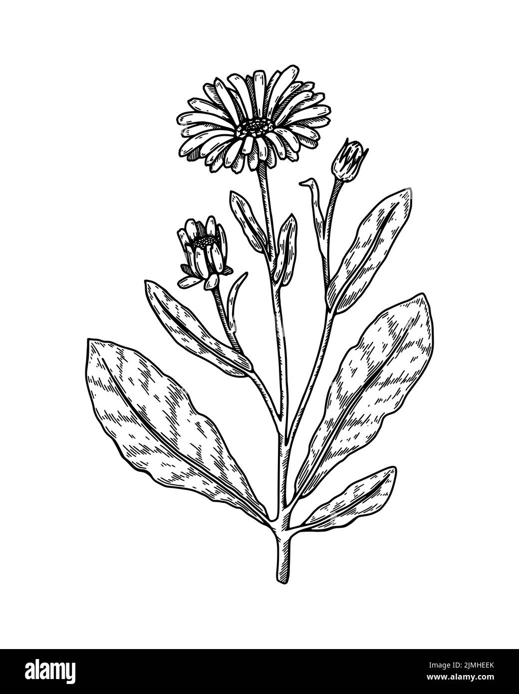 Hand drawn calendula flower. Realistic detailed botanical design ...
