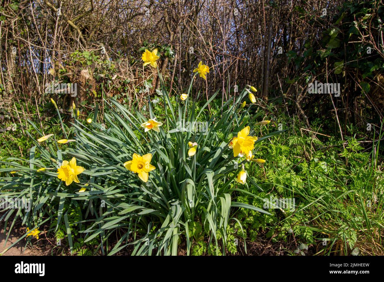 bright yellow daffodil growing and flowering in a Devon hedge Stock ...