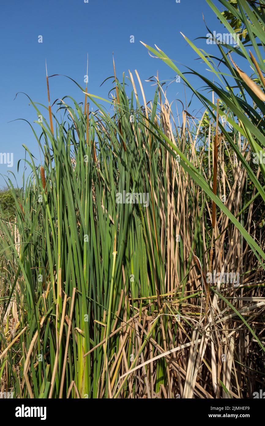 Bulrush or reedmace (Typha species) growing in West Africa with a clear ...