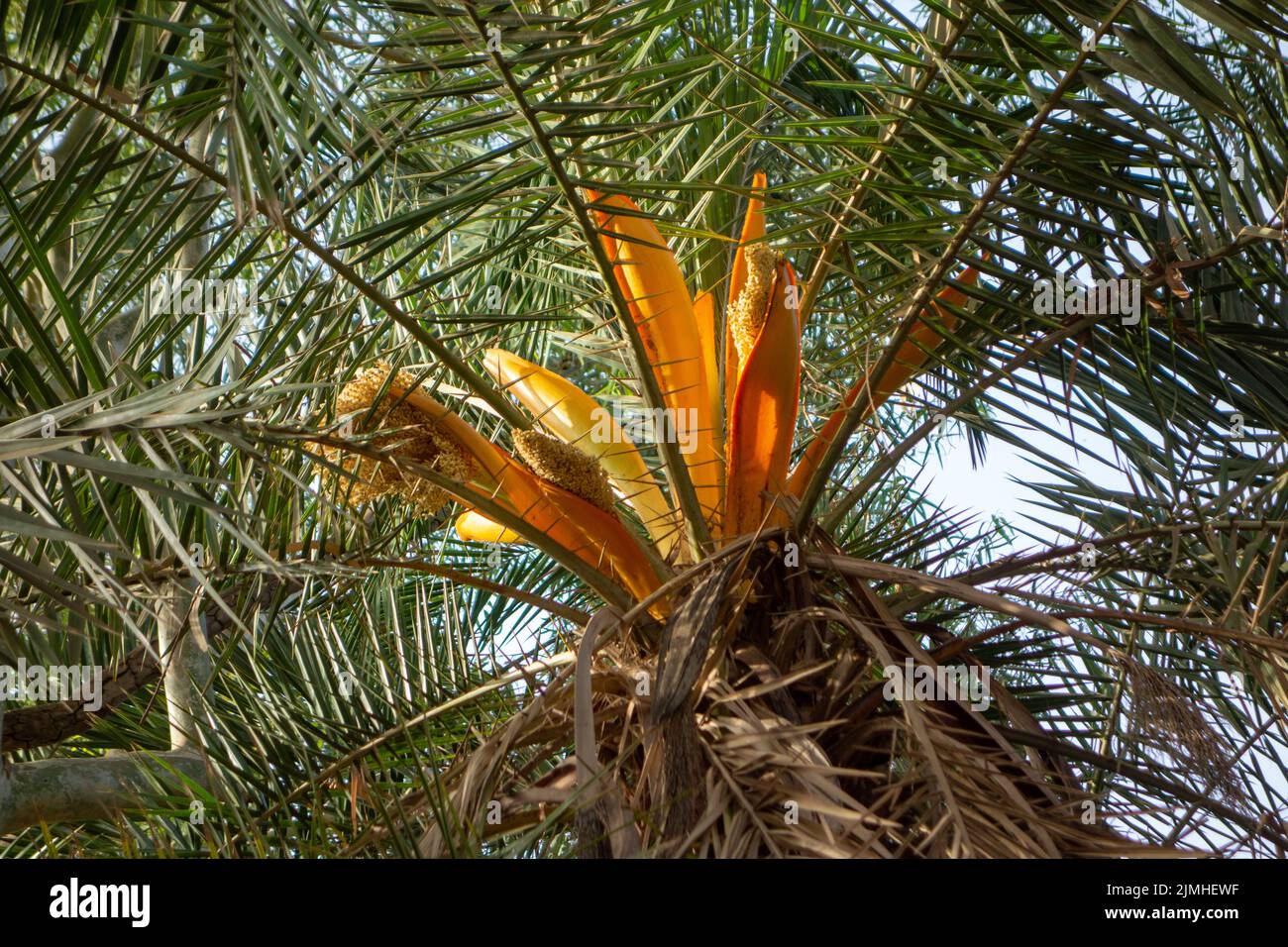 Palm tree flowers hi-res stock photography and images - Alamy