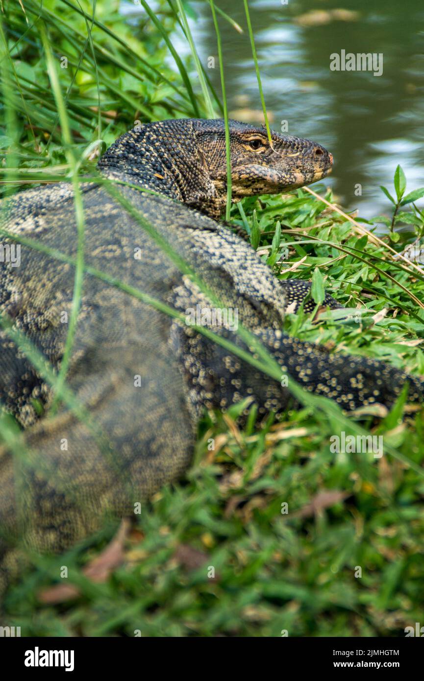 Sumatran water monitor hi-res stock photography and images - Alamy