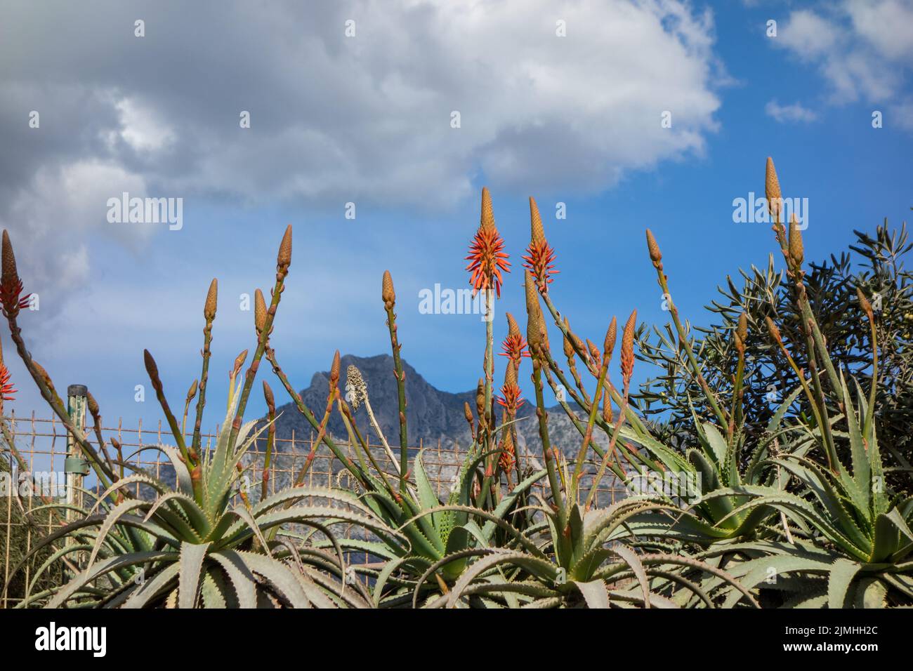 Red hot pokers Kniphofia species with a blue cloudy sky and mountain in ...