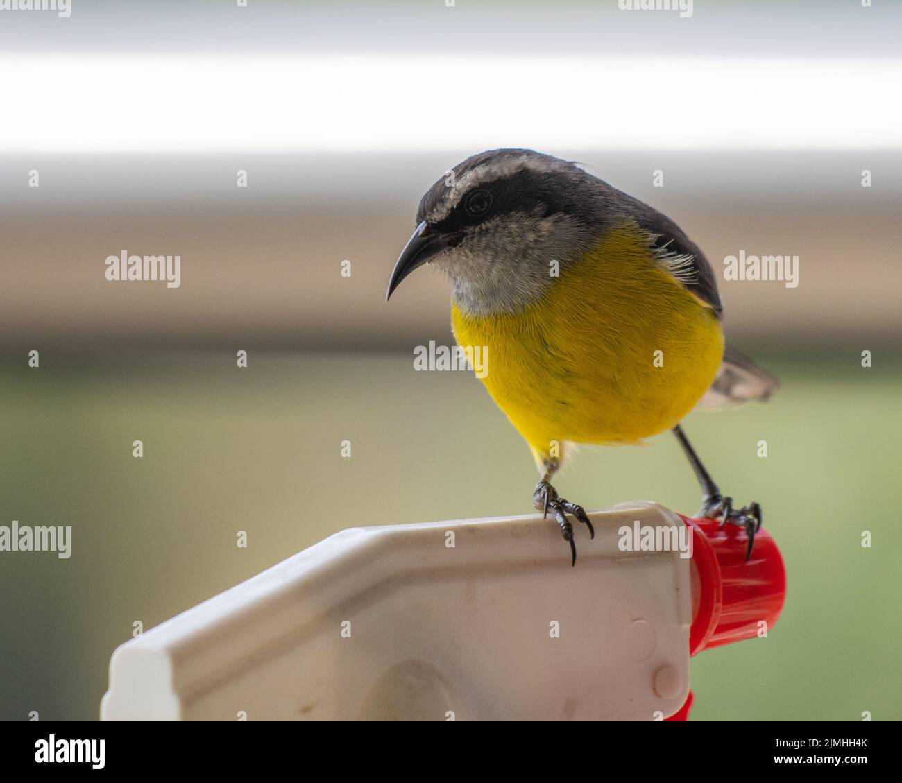 A little Banana quit bird Stock Photo - Alamy