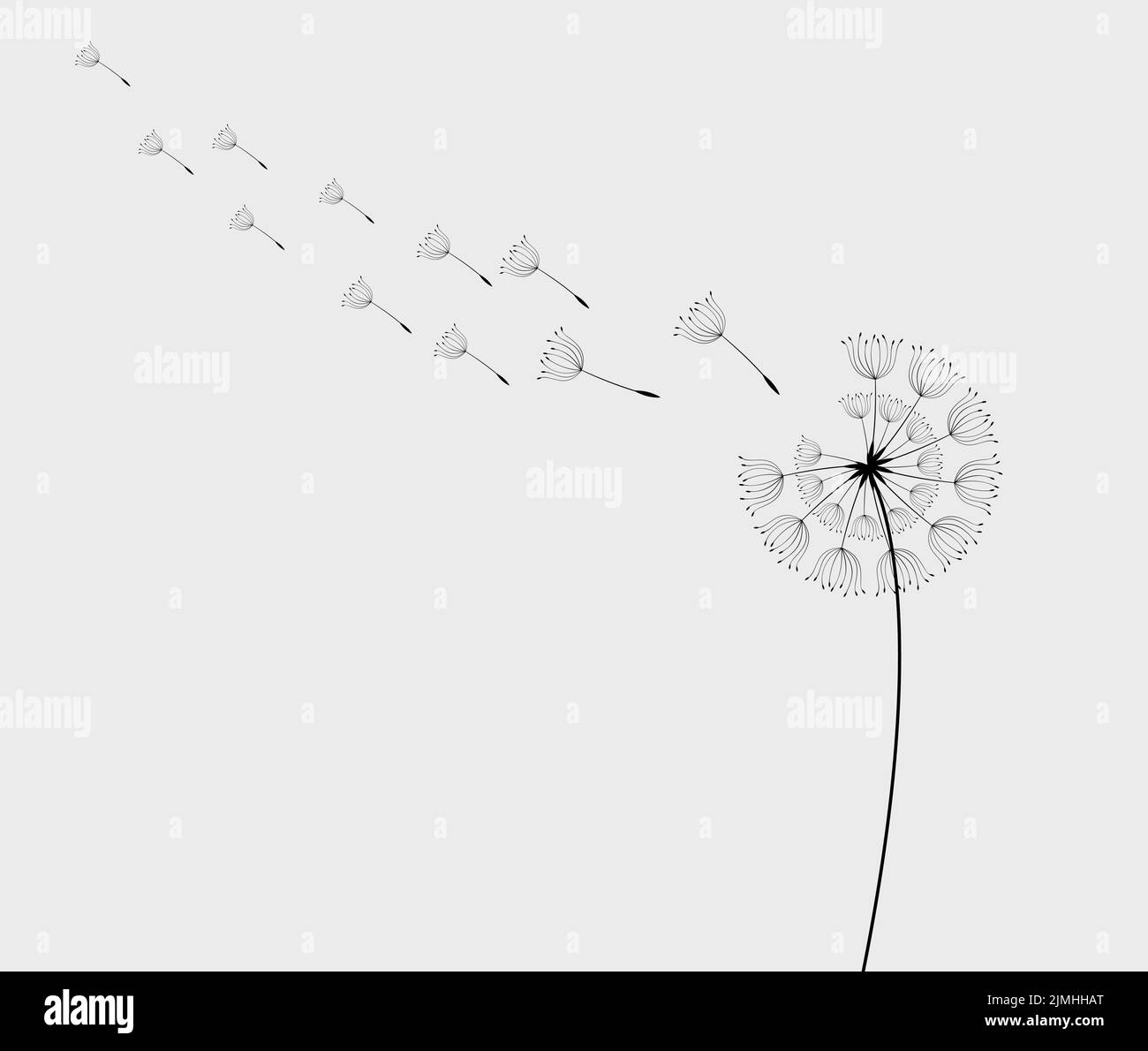 A vector design of blowing dandelion buds in black isolated on a white ...