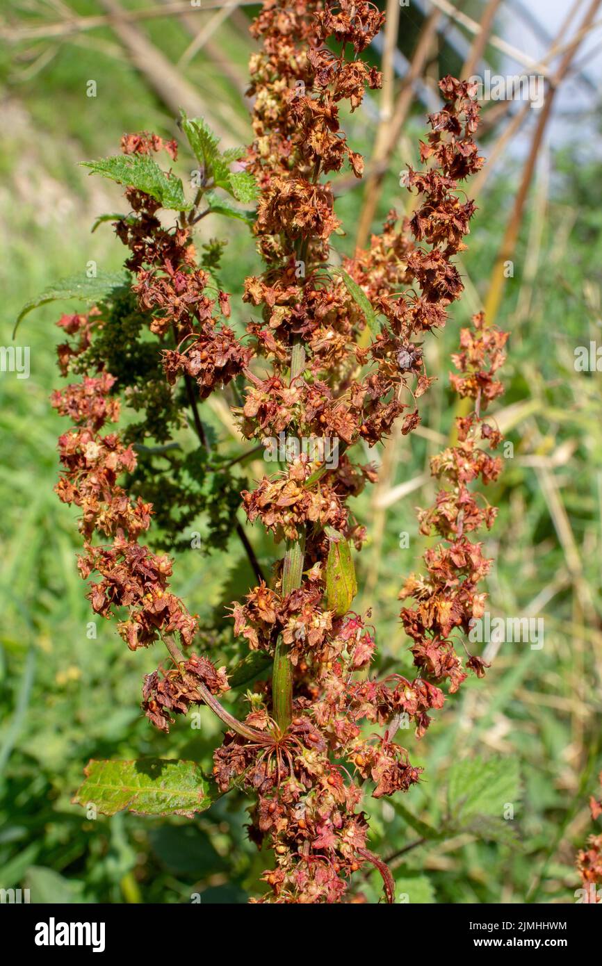 seed head of bitter dock or broad-leaved dock (Rumex obtusifolius ...