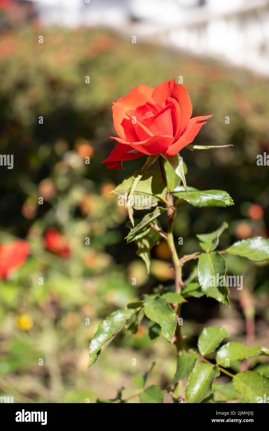 single red rose growing in a formal garden Stock Photo - Alamy