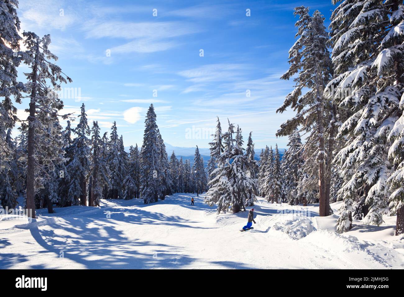 Two people skiing on a piste surrounded by pine trees on the Mount Hood ...