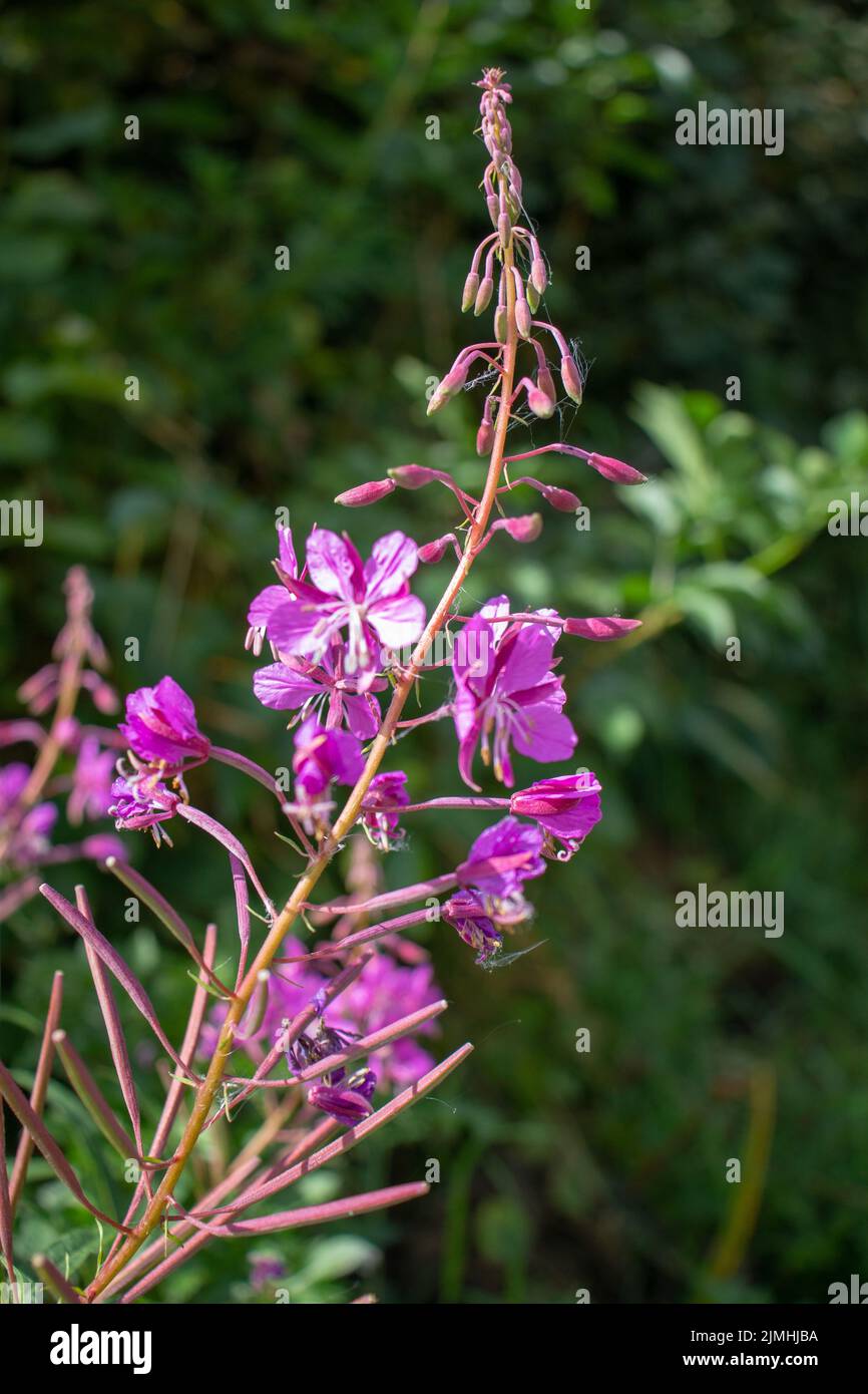 single stem of rosebay willowherb or fireweed (Chamerion angustifolium ...