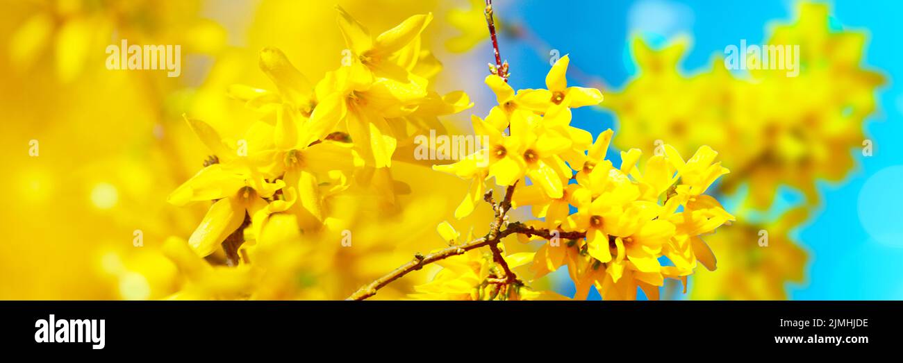 Beautiful branch of blossoming tree in spring Stock Photo - Alamy