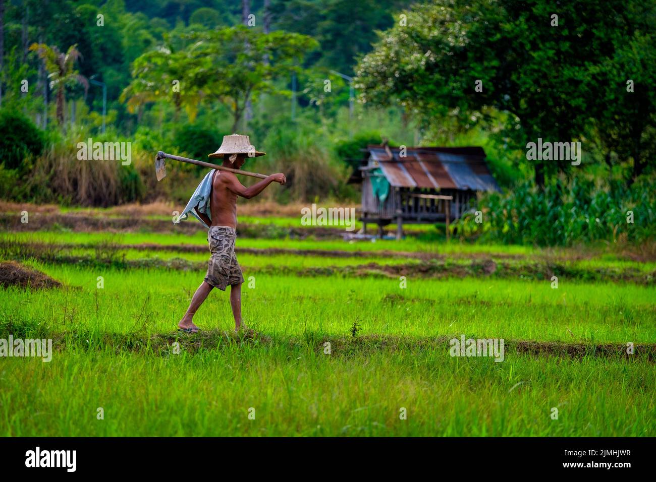 Asian farming hi-res stock photography and images - Alamy