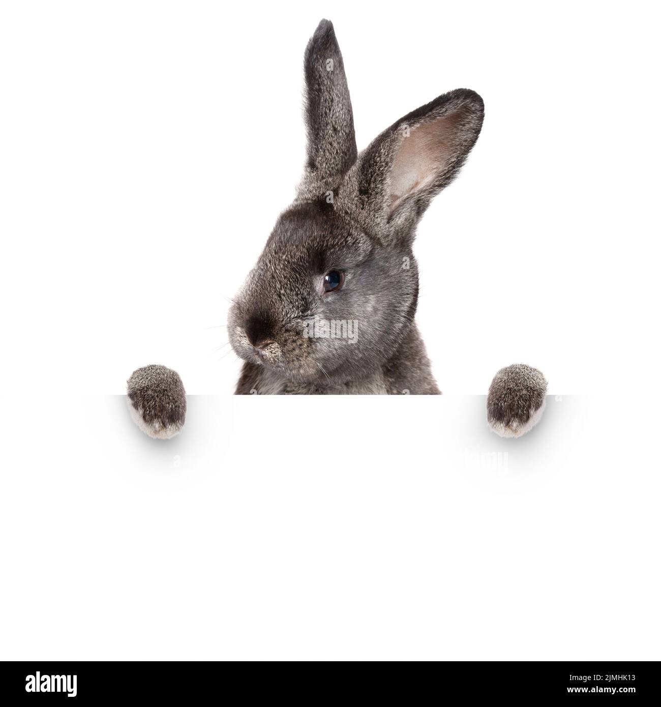 Funny Easter bunny. Happy Easter holiday concept Stock Photo - Alamy