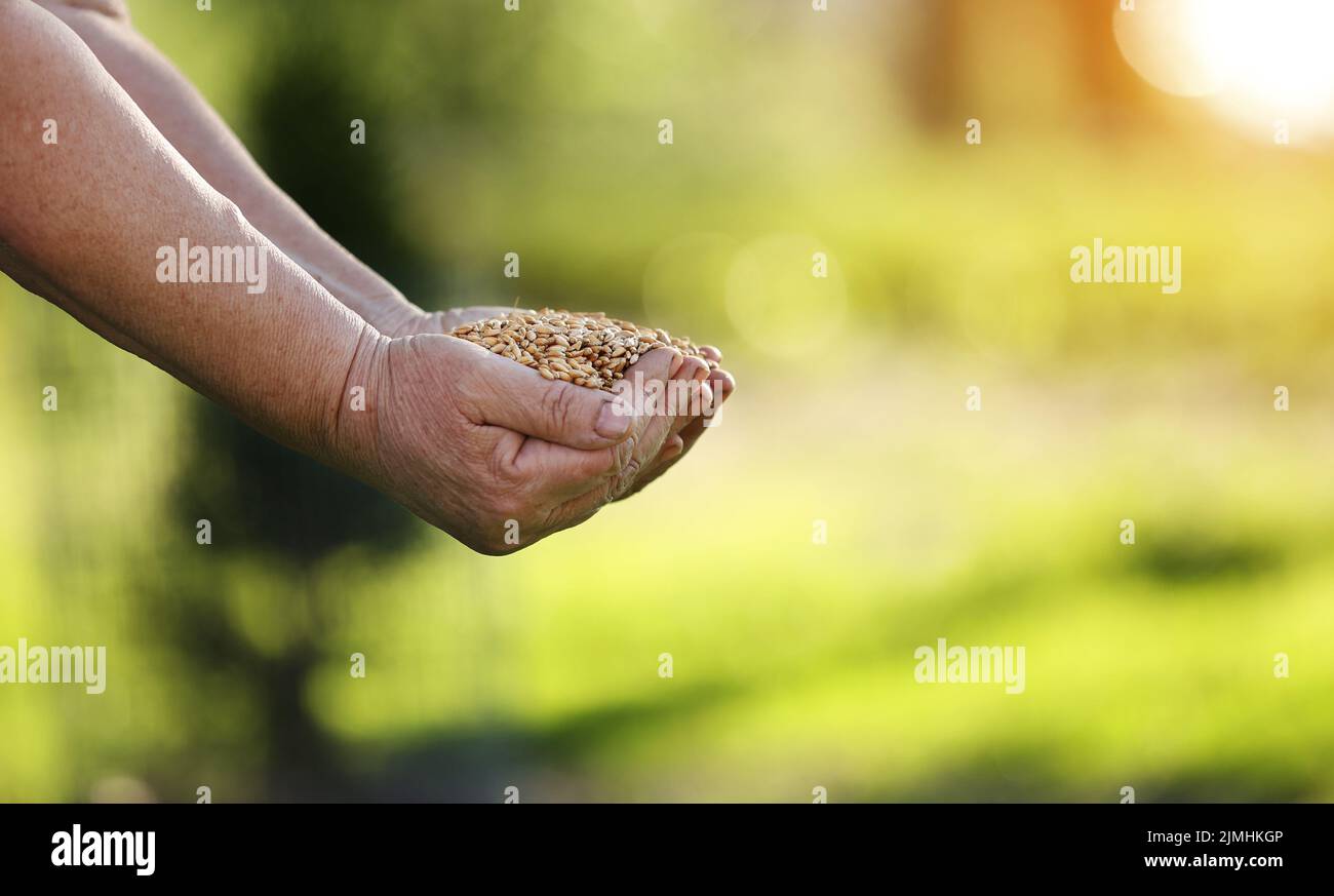 Wheat grains fall from old hand in the wheat field at the golden hour ...