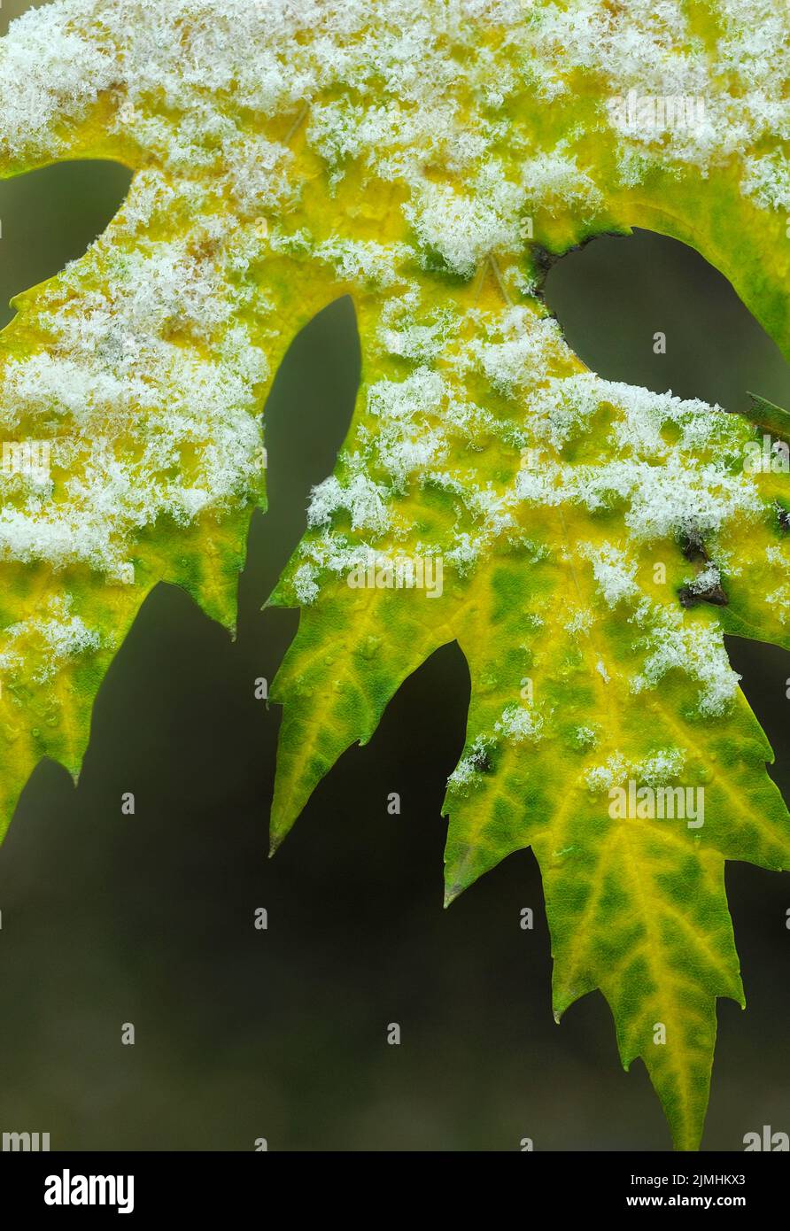 Seasons first snowfall hi-res stock photography and images - Alamy