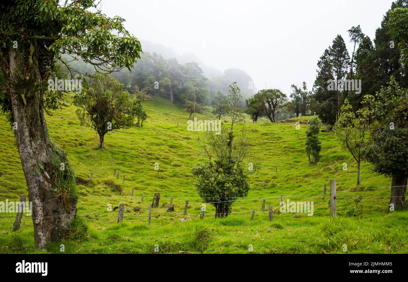 Majestic tree rich green hi-res stock photography and images - Alamy