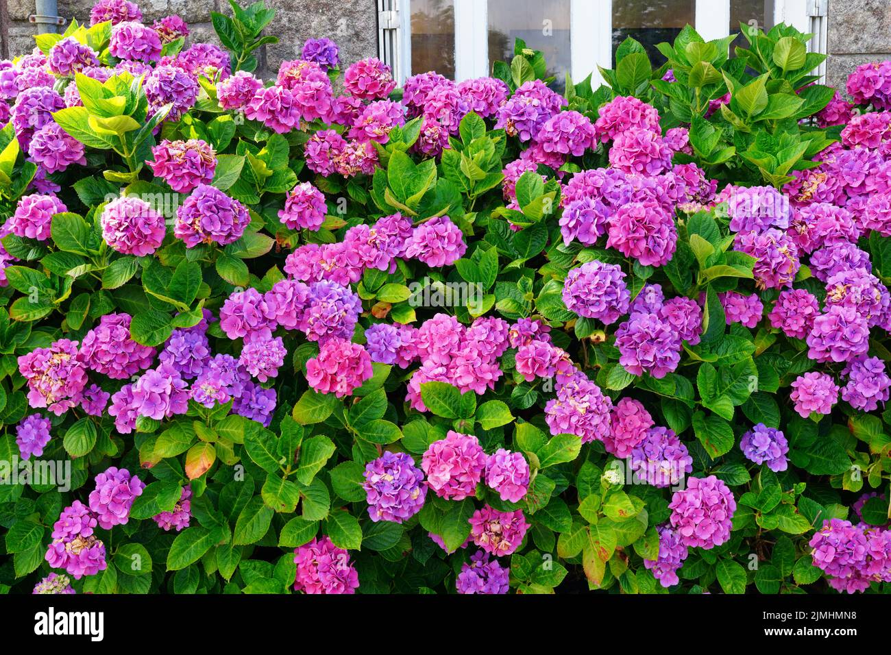 Pink and purple hydrangea flowers in bloom in Brittany, France Stock ...