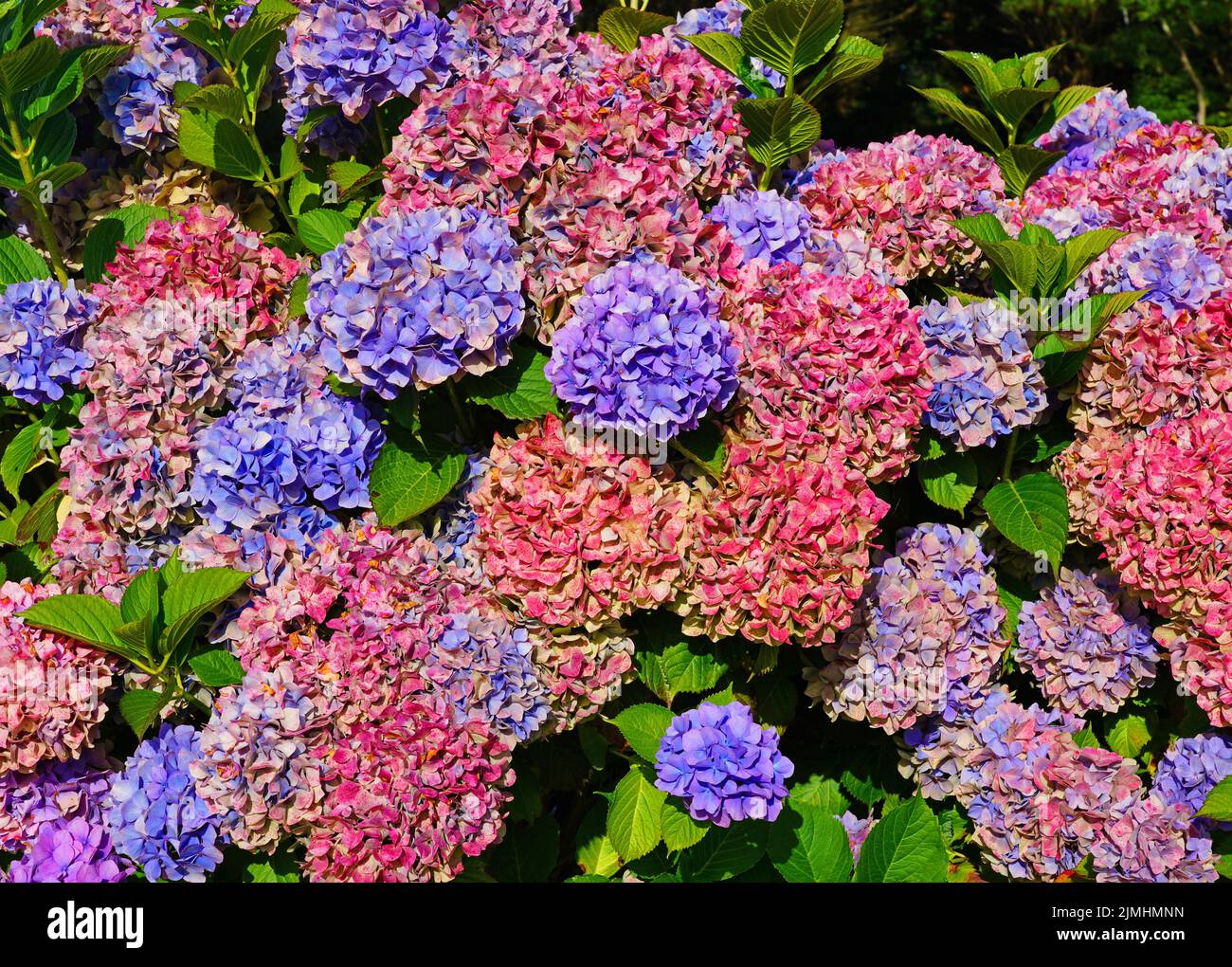 Pink and purple hydrangea flowers in bloom in Brittany, France Stock ...