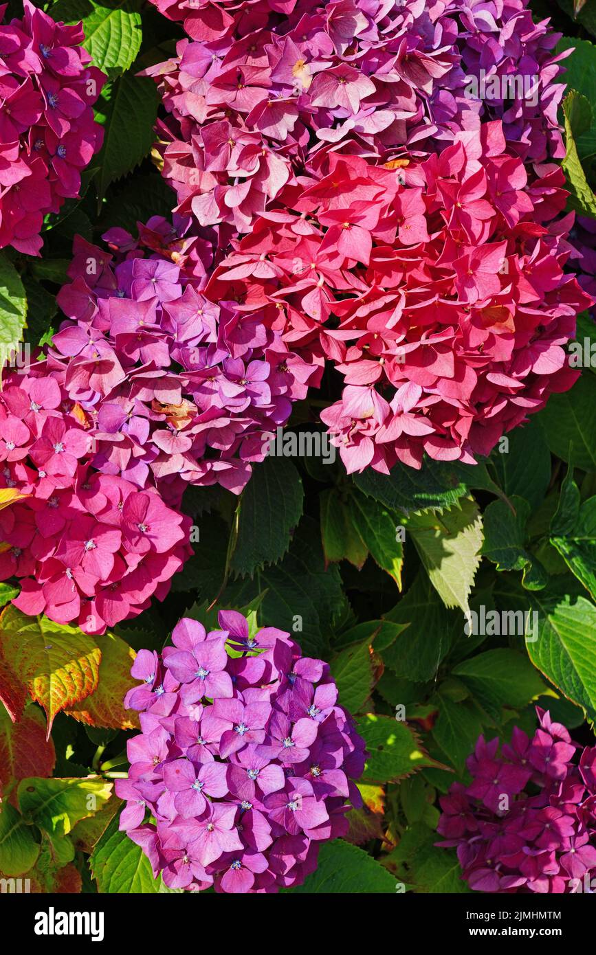 Pink and purple hydrangea flowers in bloom in Brittany, France Stock ...