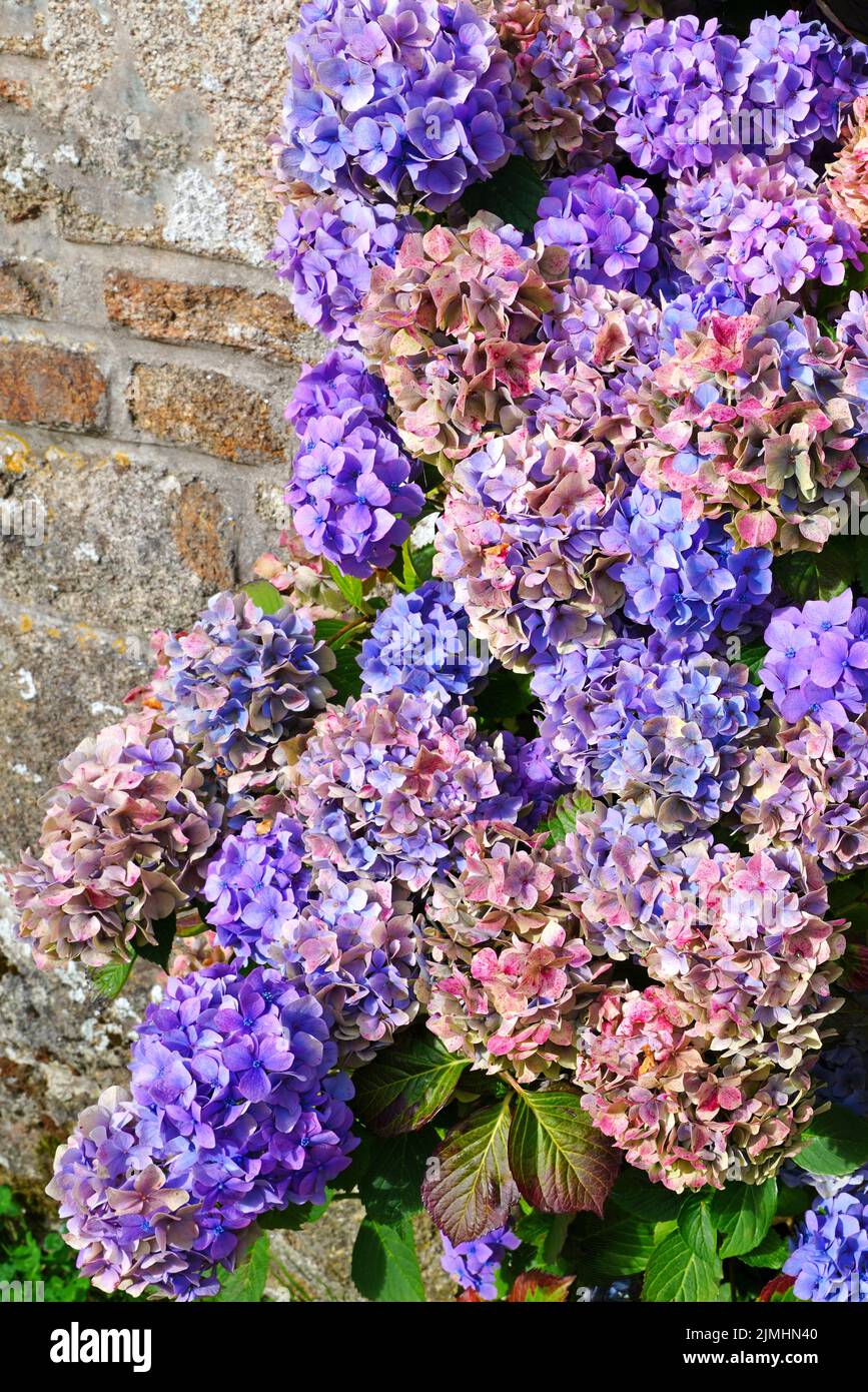 Pink and purple hydrangea flowers in bloom in Brittany, France Stock ...