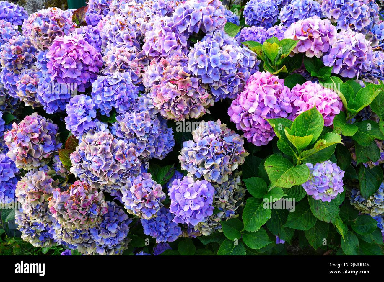 Pink and purple hydrangea flowers in bloom in Brittany, France Stock ...
