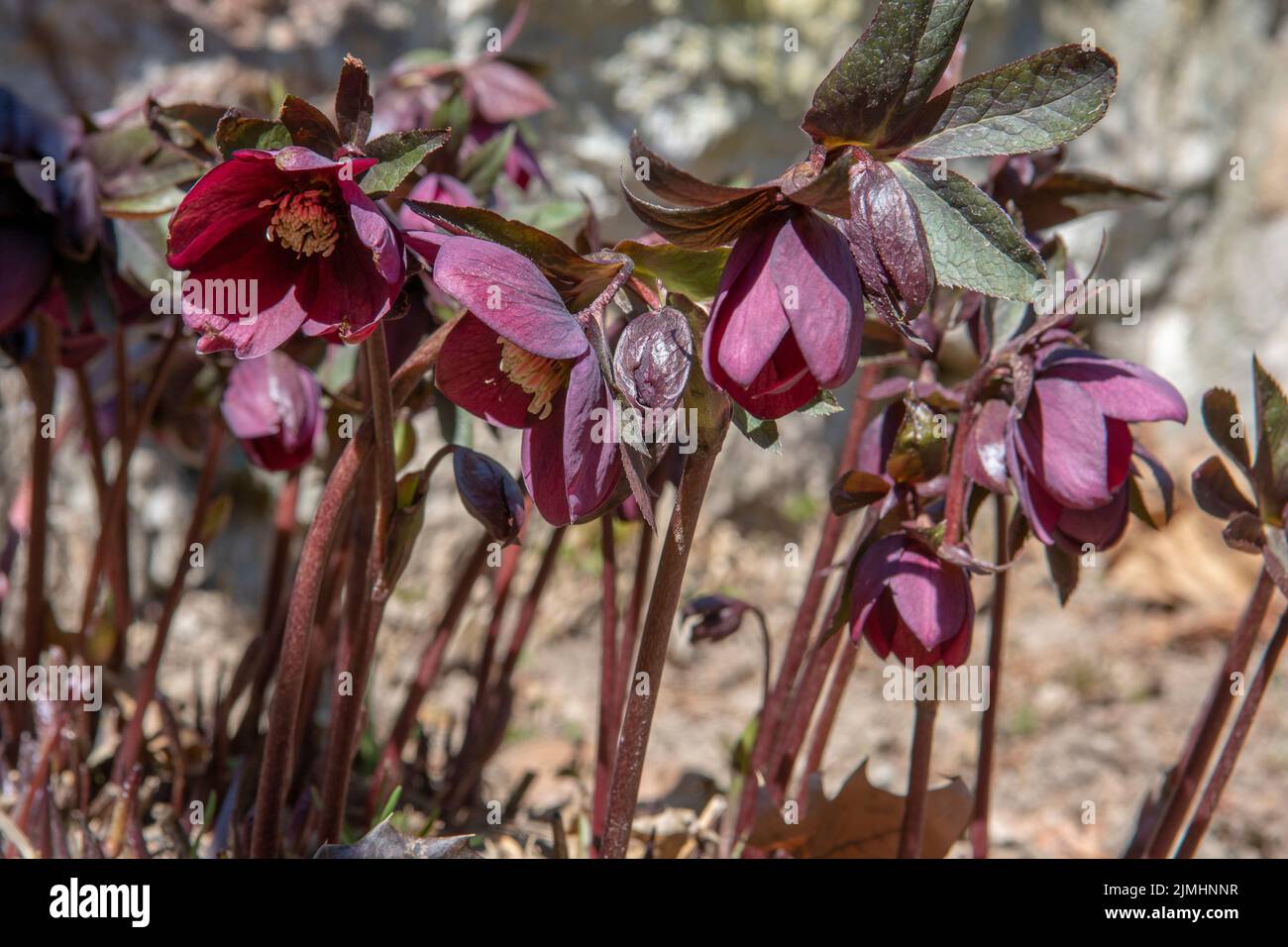 Christmas rose (Helleborus niger) flowering in the garden. Blooming ...