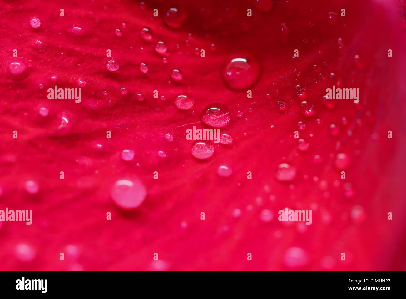 Background of red rose petals with dew drops. Bokeh with light ...