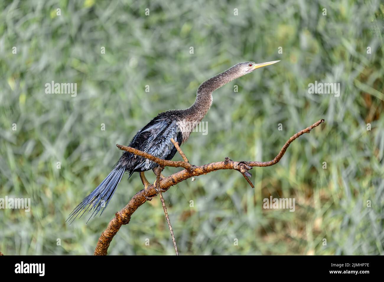 Snakebird darter hi-res stock photography and images - Alamy