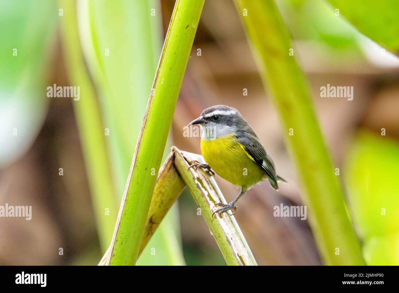Bananaquit - Coereba flaveola, La fortuna Costa Rica Stock Photo - Alamy