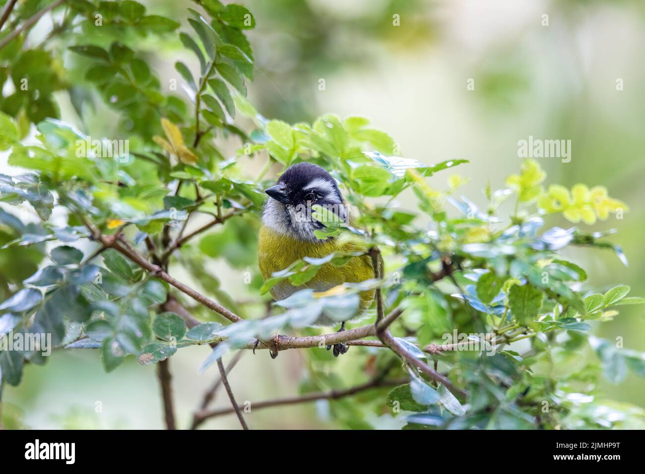 Sooty-capped bush tanager - Chlorospingus pileatus, San Gerardo de Dota ...