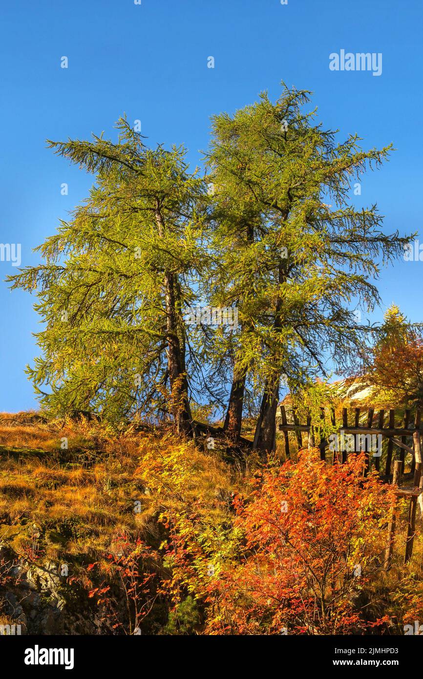 Beautiful fall trees and fence Stock Photo - Alamy