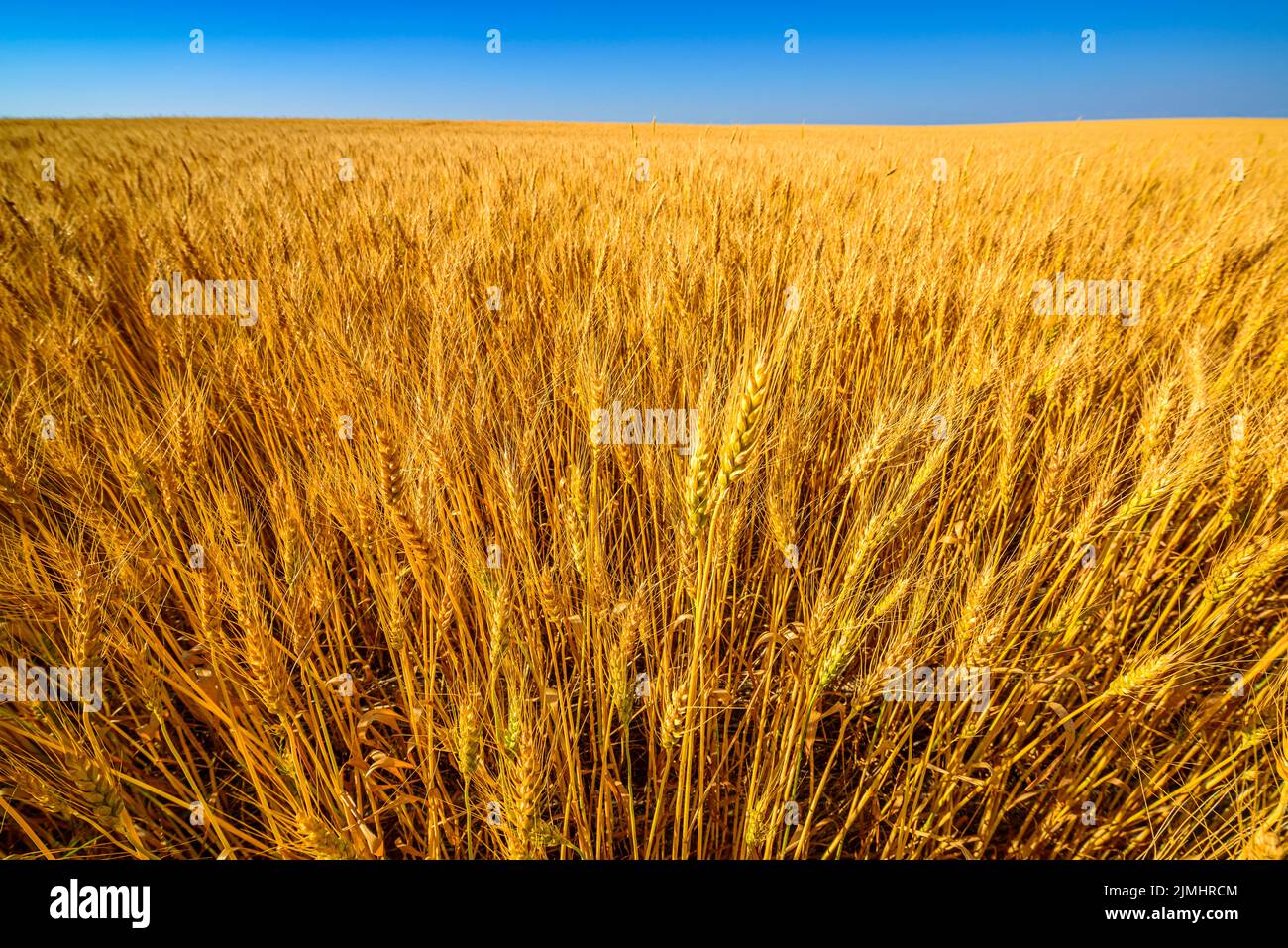 A field of ripening golden barley on the Canadian prairies Stock Photo ...
