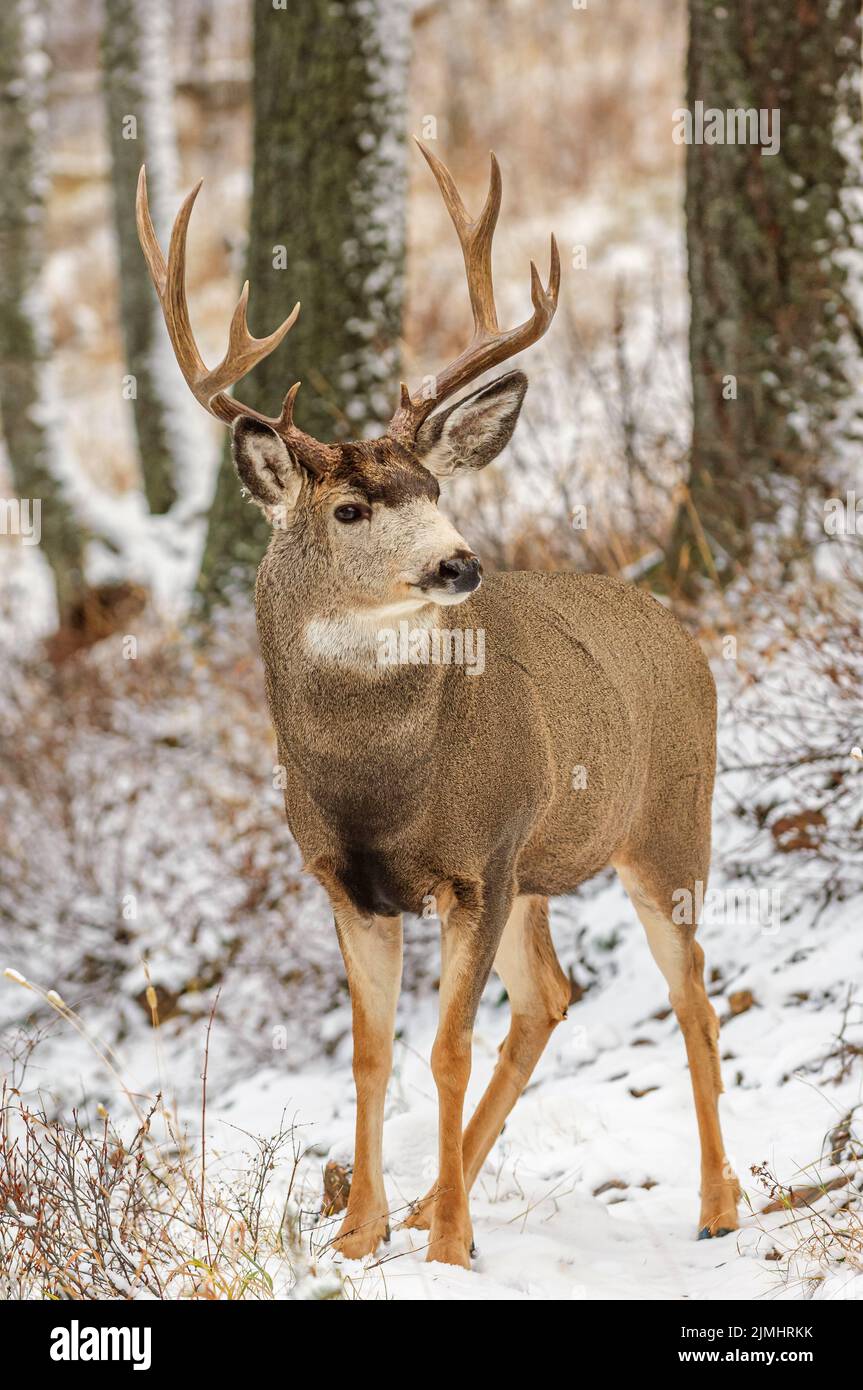 A large mule deer buck during the autumn rut in southwest Alberta Stock ...