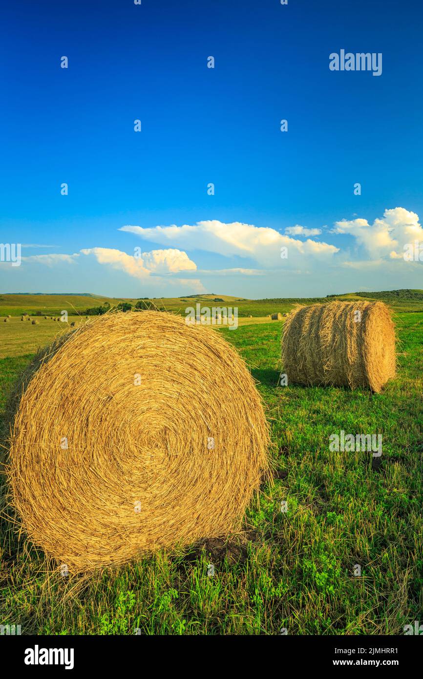 Round bales of hay in a farm field in the foothills of southern Alberta ...