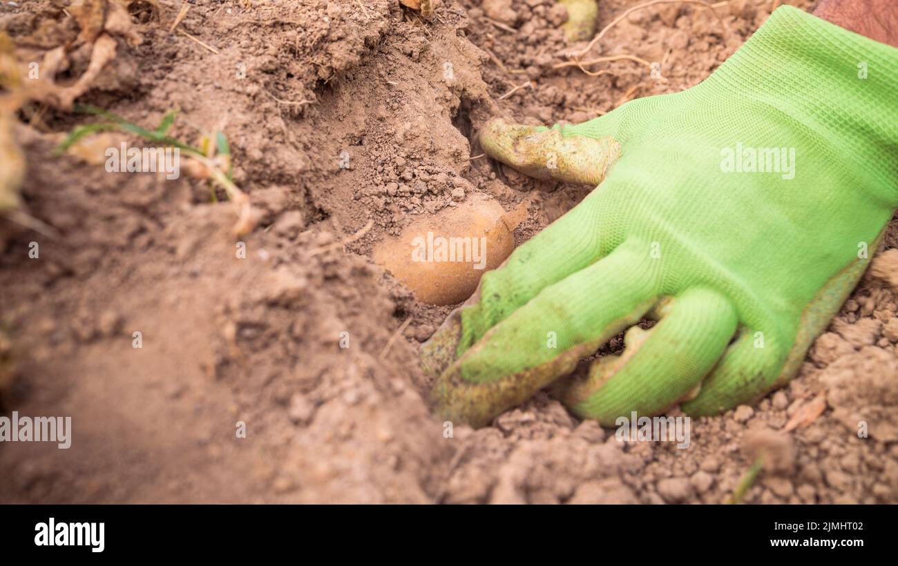 Male farmer collecting harvests his potatoes in the garden. Man ...