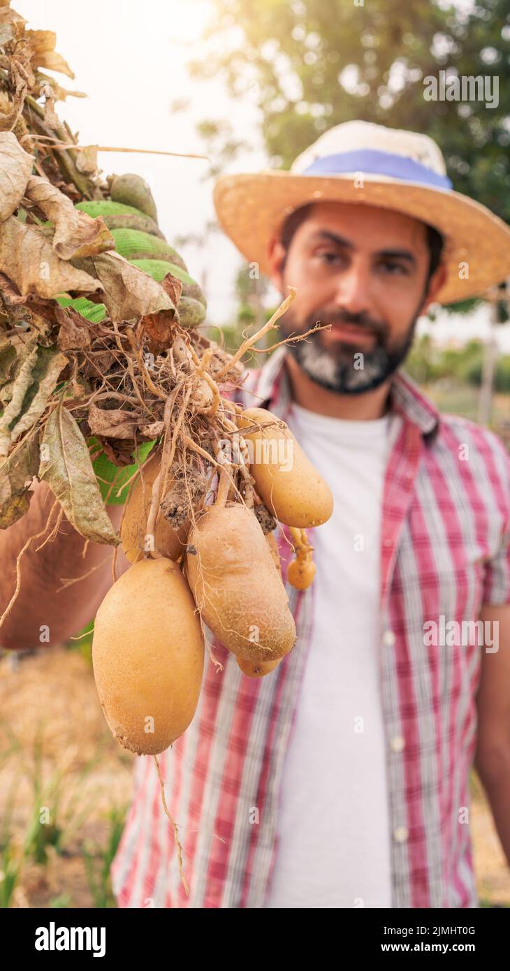 Organic vegetables. Fresh potatoes in the hands of male farmer ...