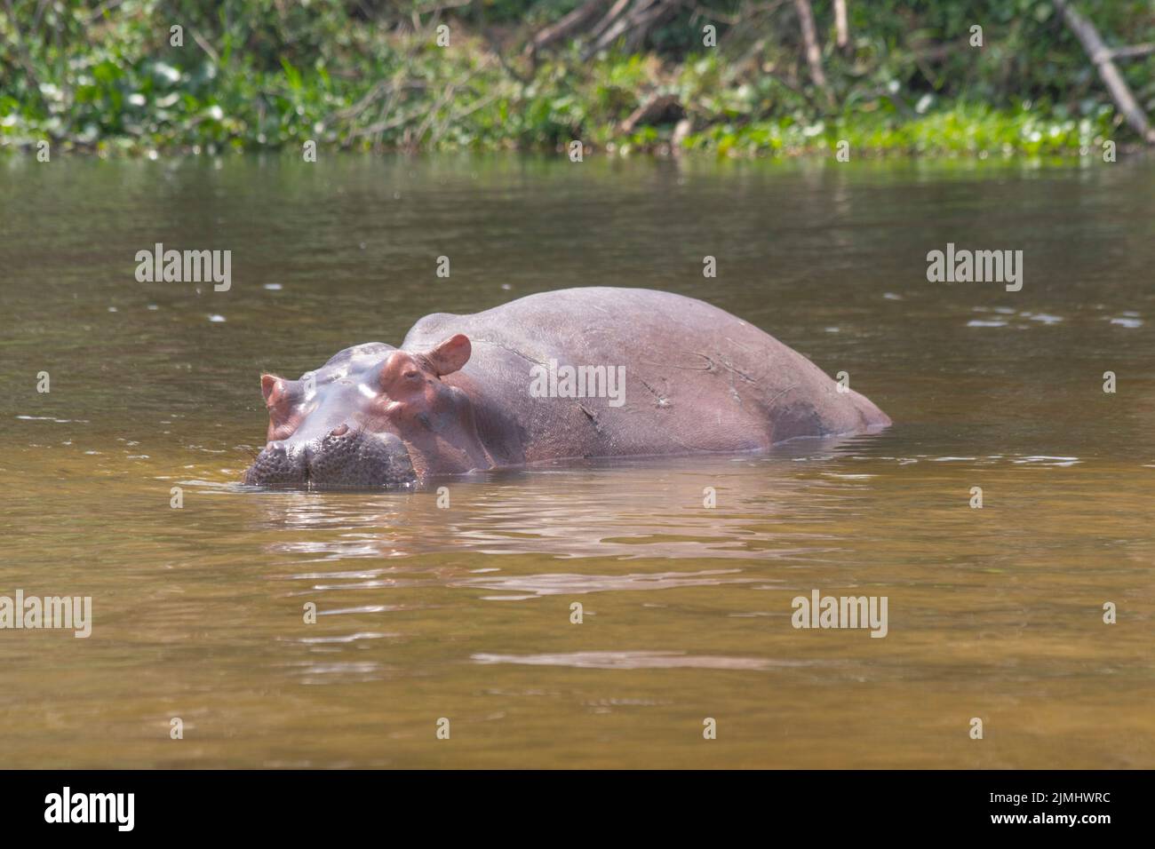 hippos were playing in water at Murchison falls national park , which ...
