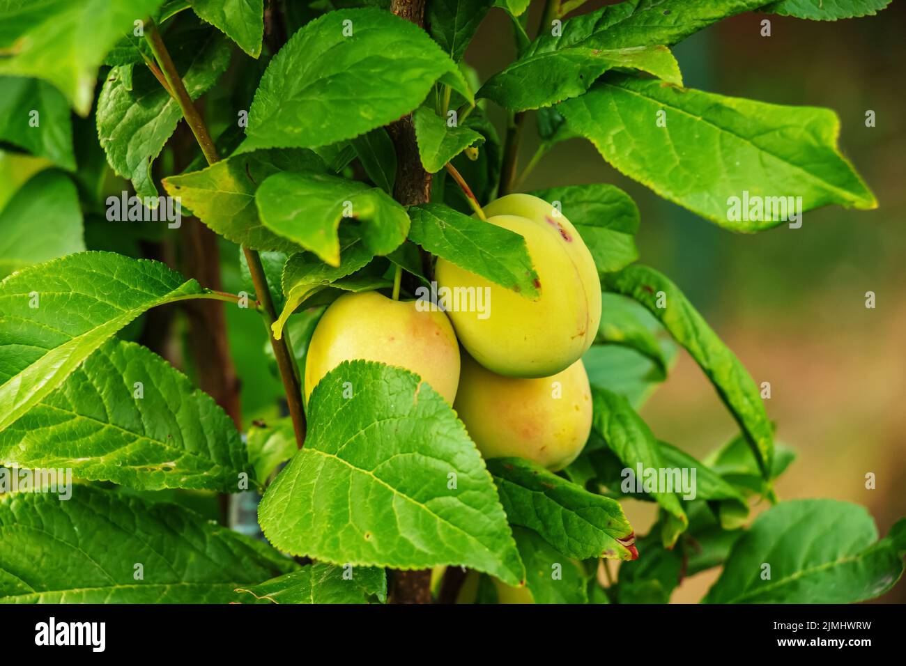 Yellow plum tree, green leaves. old fruit trees. The concept of organic ...