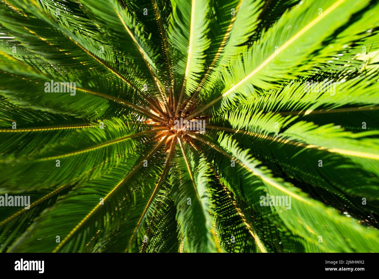 Palm leaves background, natural green texture with palm foliage ...