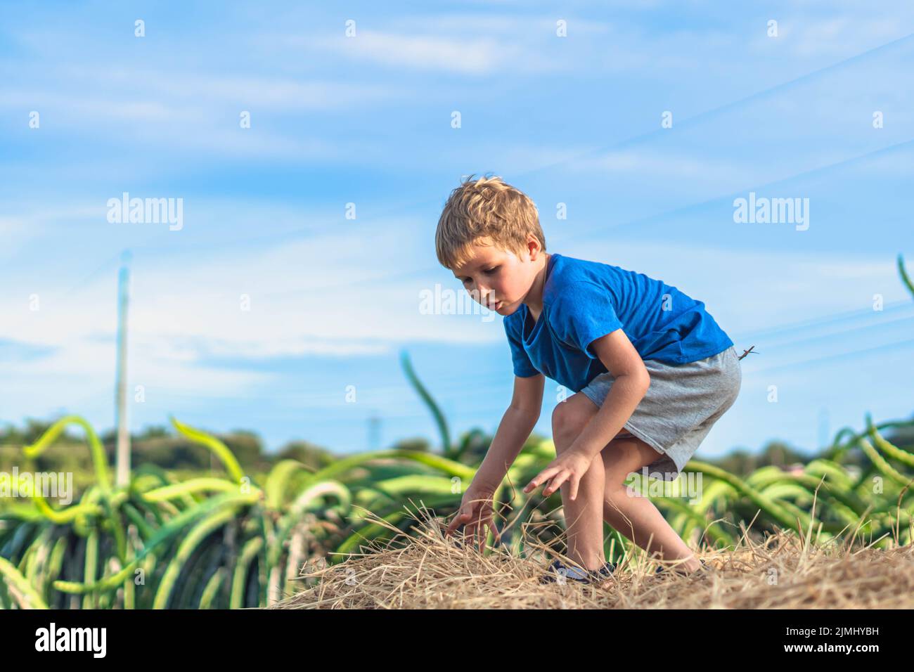 Boy blue t-shirt smile play climbs on down haystack bales of dry hay ...