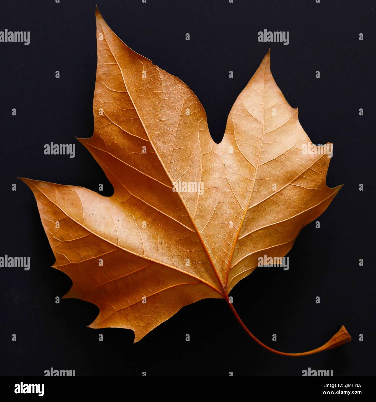 Black maple autumn leaf hi-res stock photography and images - Alamy