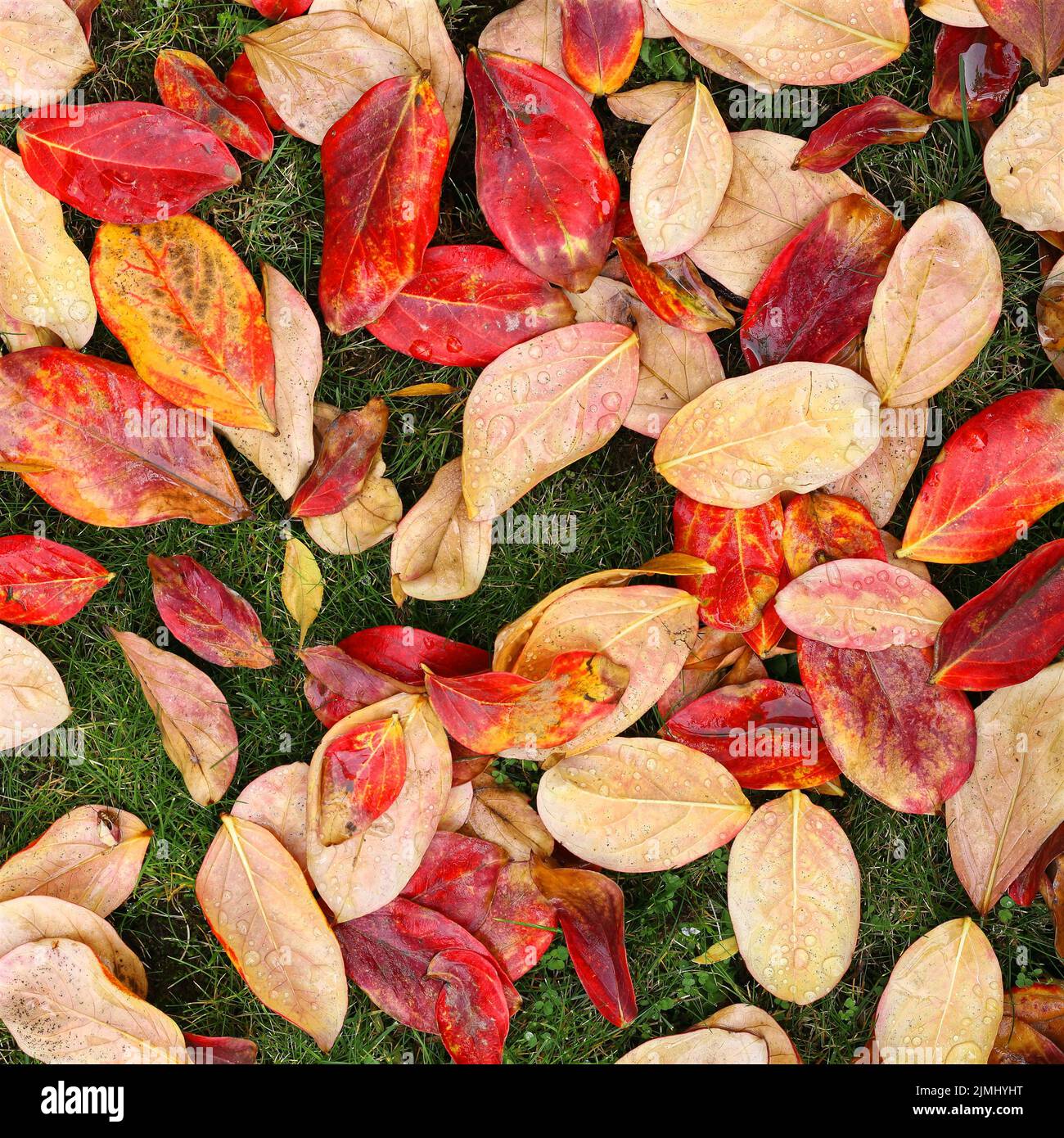 Fallen leaves in autumn showing various garden pests and disease Stock ...