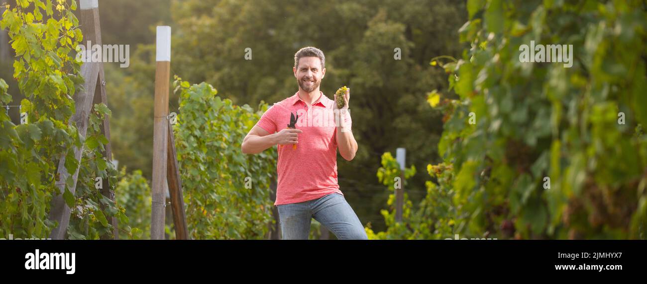 Farmer cutting grapes in the vineyard. Winery estate. Man harvesting ...