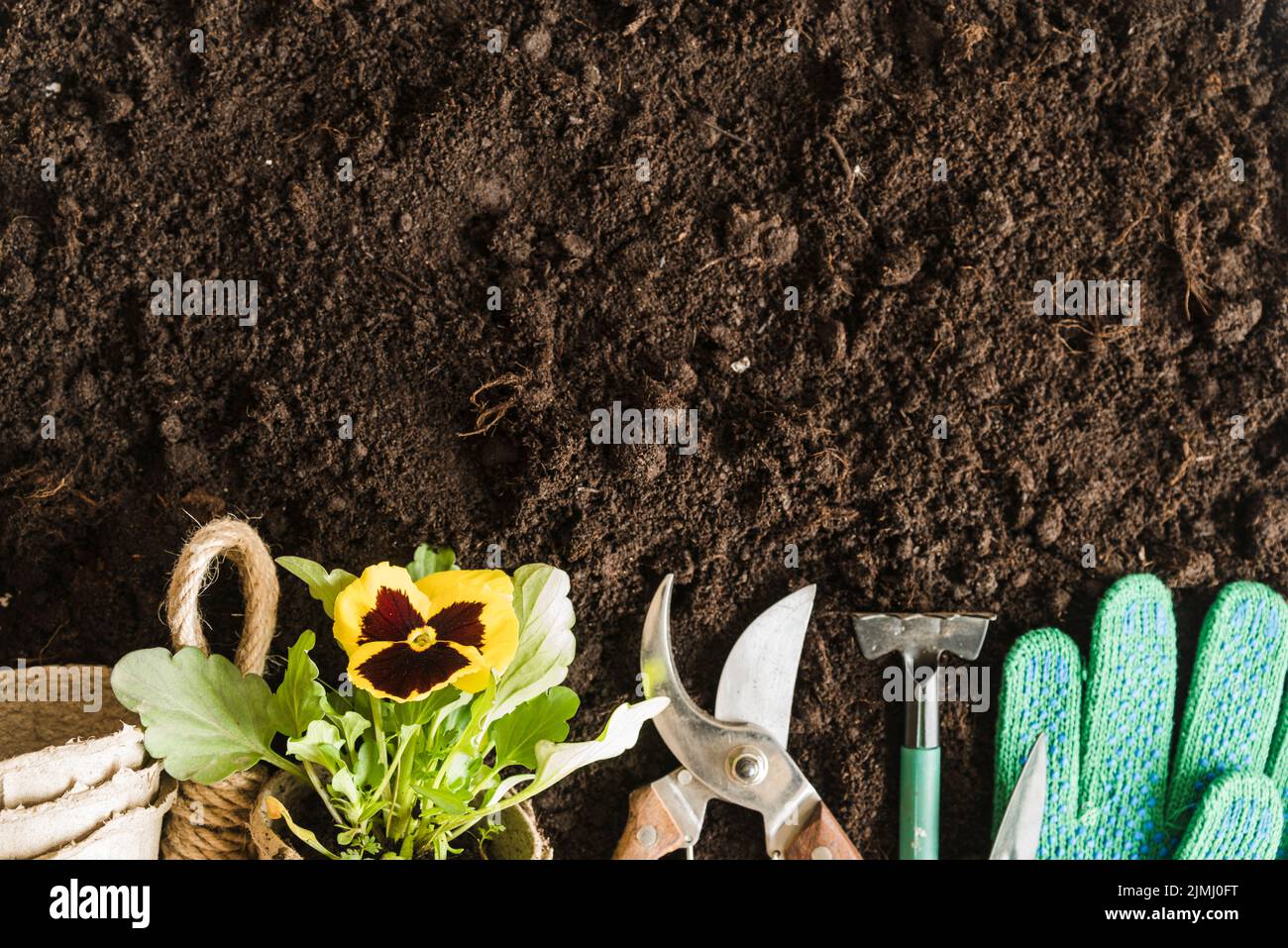 Peat pots pansy plant gardening tools gloves soil Stock Photo - Alamy