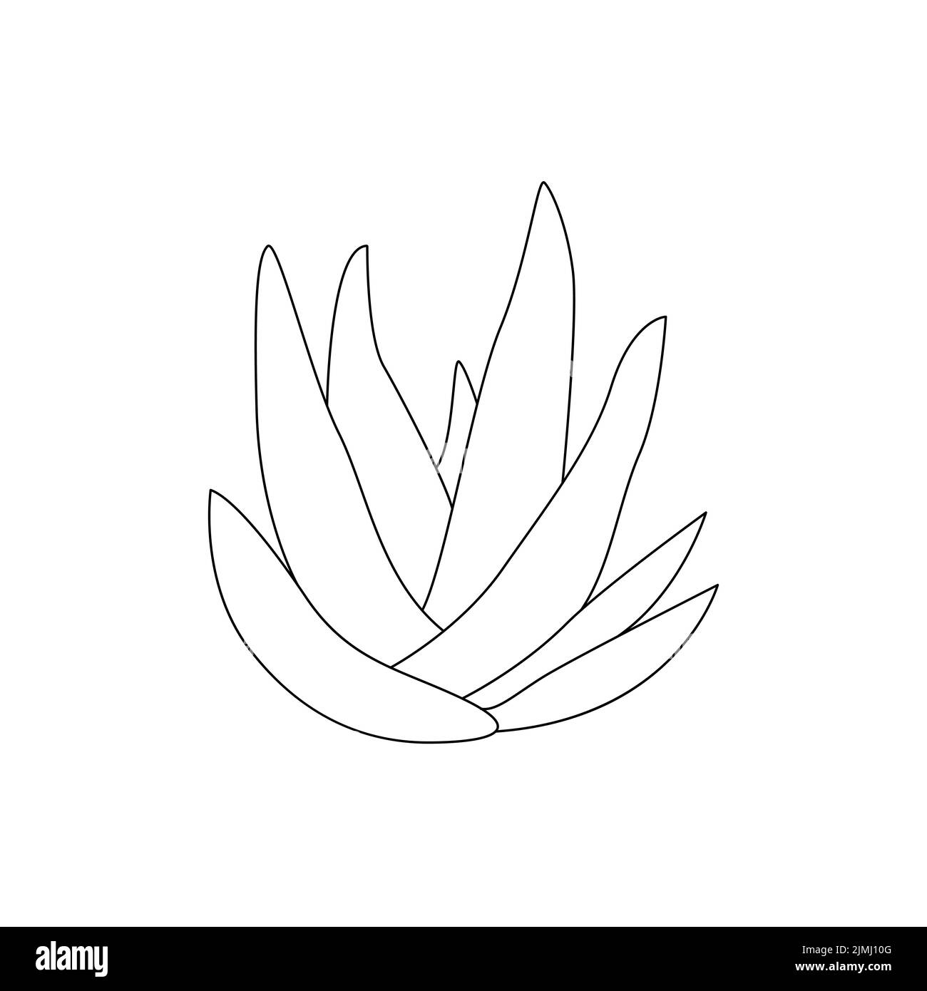 Aloe vera flower Stock Vector Images - Alamy