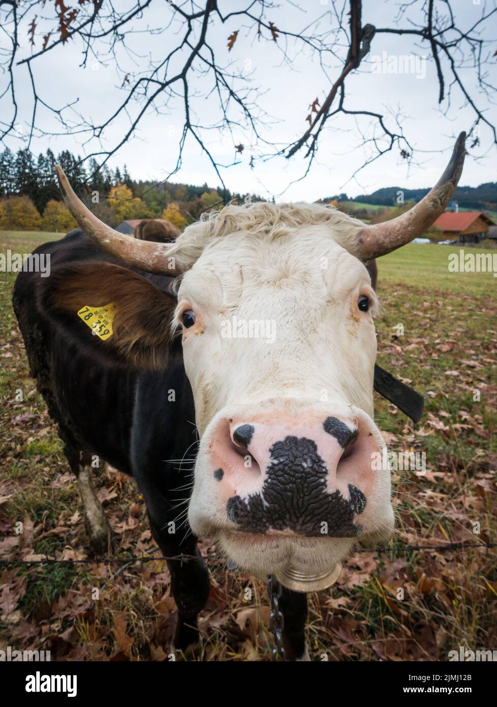 A vertical closeup shot of a cute bull face with a spotted nose Stock ...