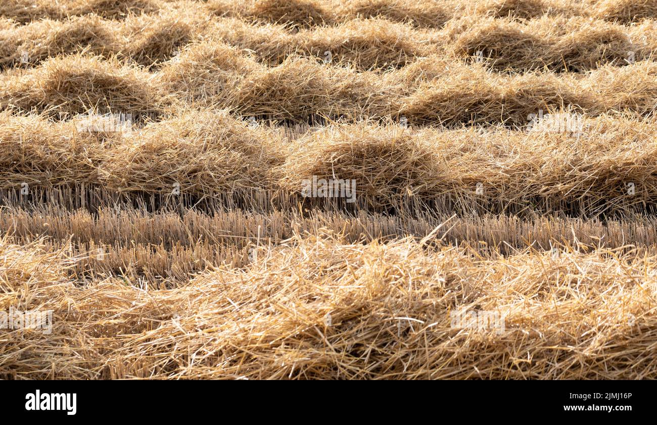 Straw in the field. The field after the harvest. The chopped straw is ...