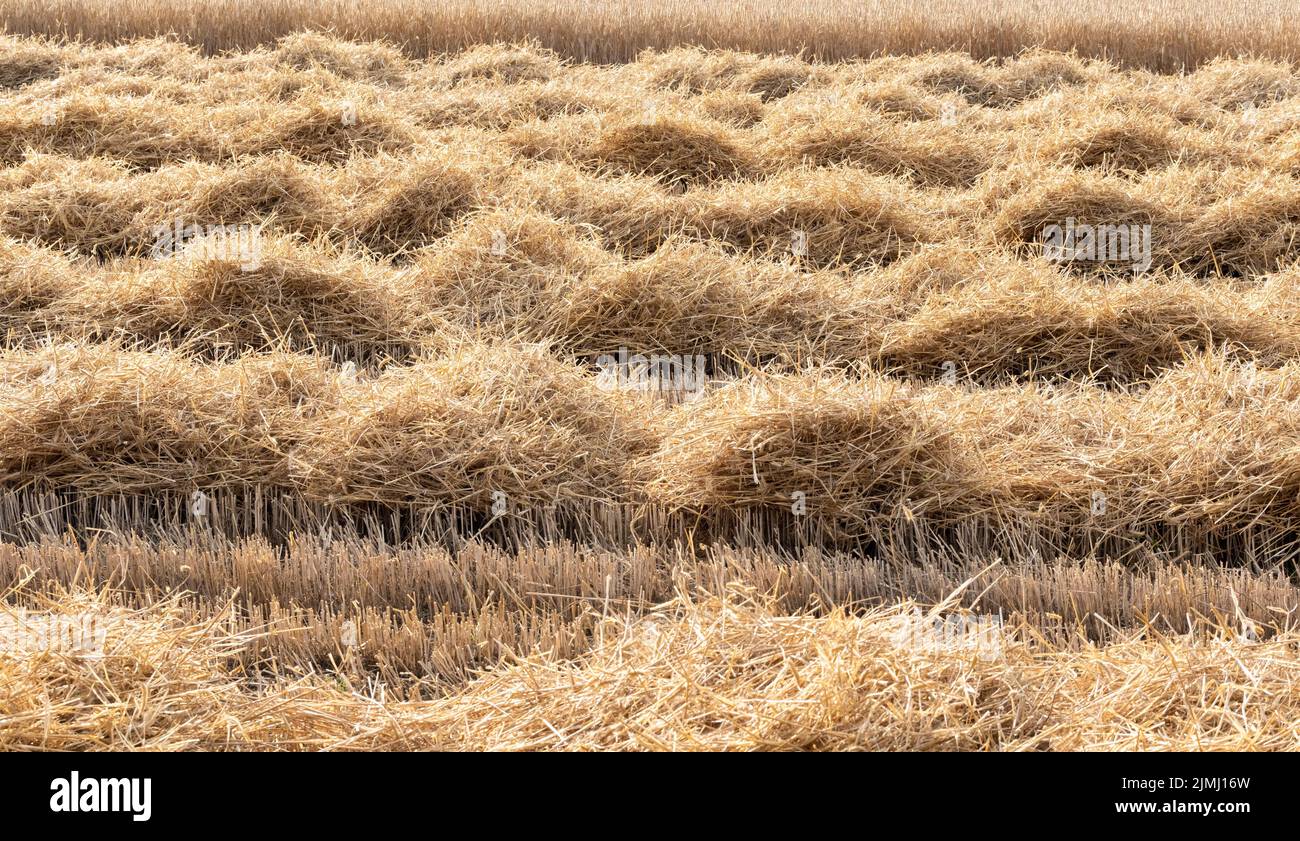 Straw in the field. The field after the harvest. The chopped straw is ...